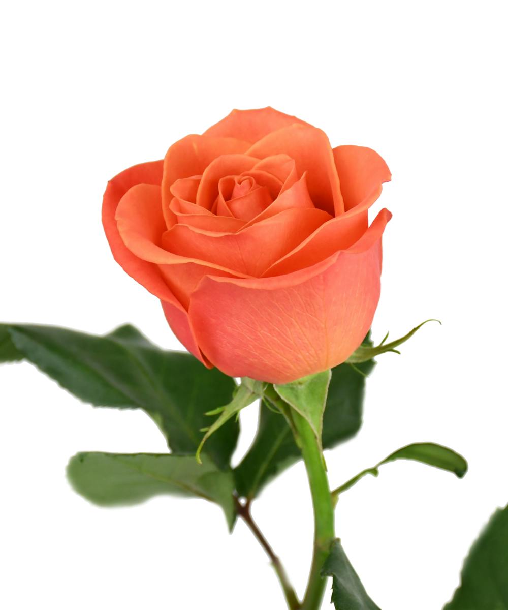 Two Dozen Long Stemmed Roses | Jefferson City Flower Delivery