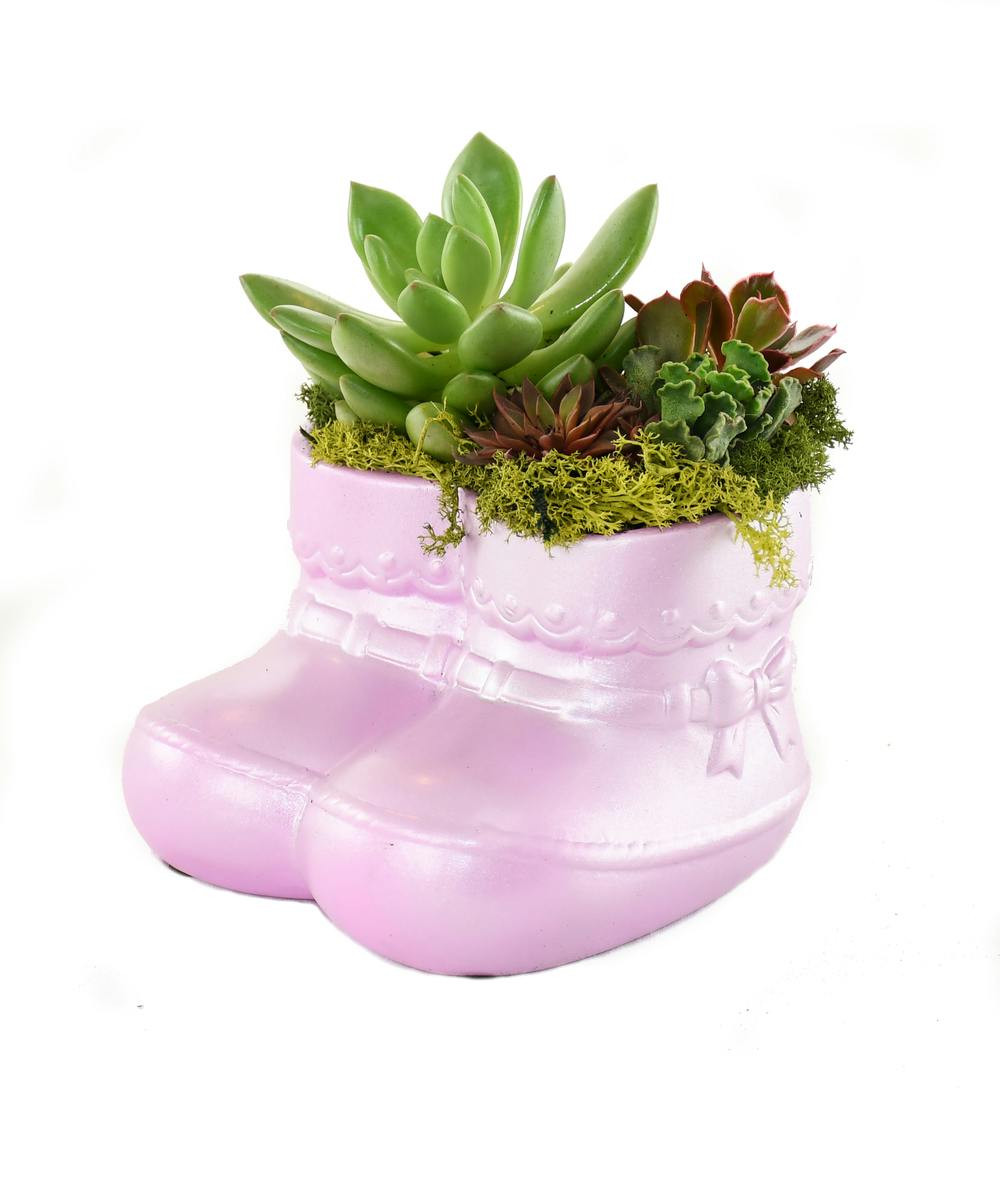 Baby Booties Succulent Planter | Busch's Florist & Greenhouse Jeff City
